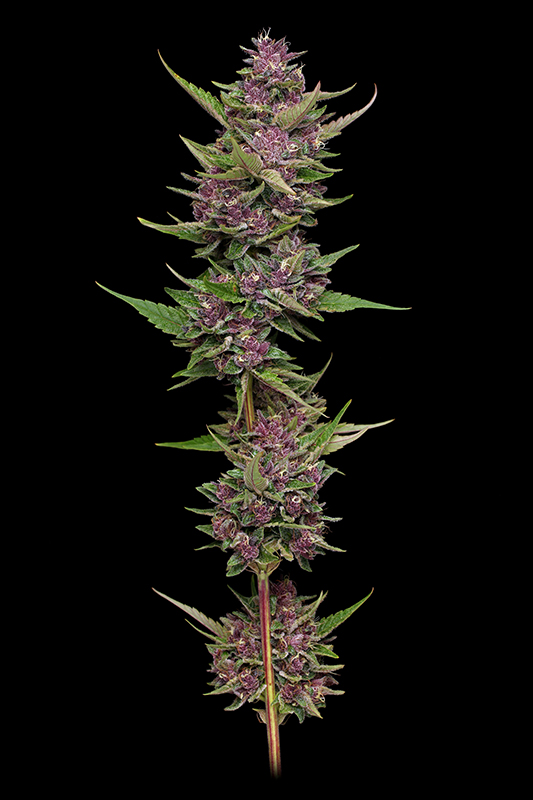 Buy All Gas OG Seeds Feminised | Humboldt